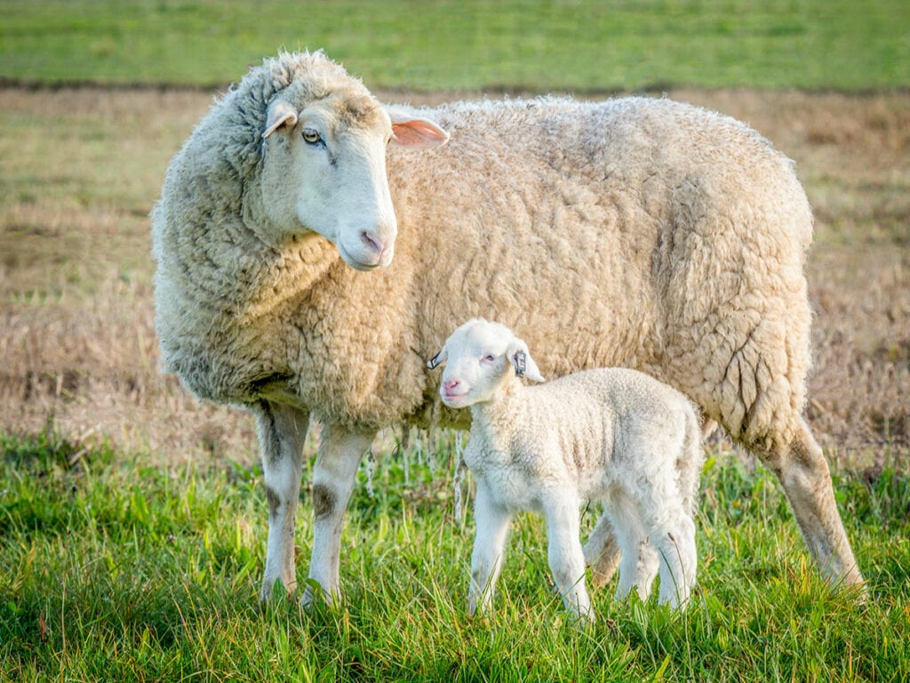 Lamb Marking - Stock Sense Factsheets