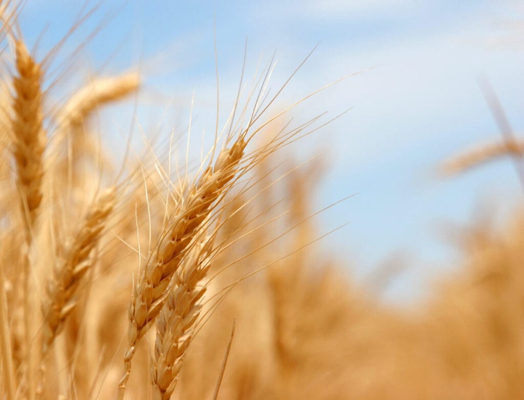 Policy - Victorian Farmers Federation