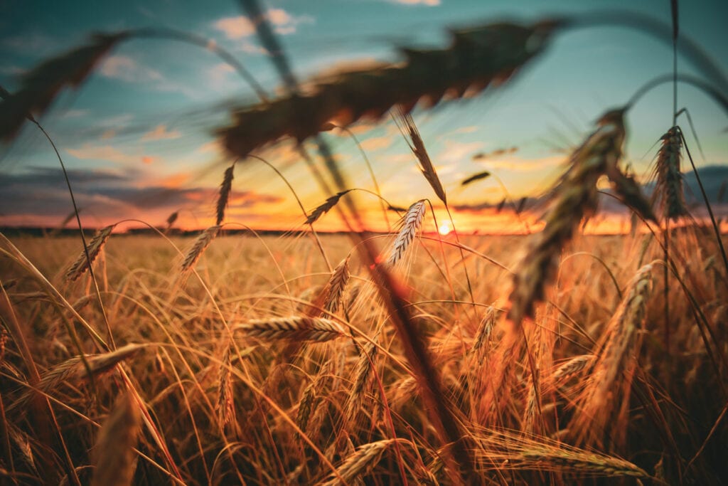 VFF Grains Group Membership | Victorian Farmers Federation