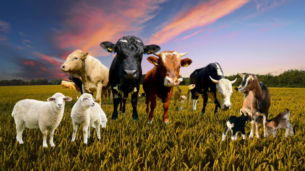 Emergency Animal Diseases - Stock Sense Fact Sheets