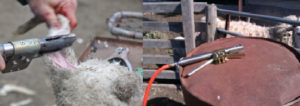 Lamb Marking - Stock Sense Factsheets