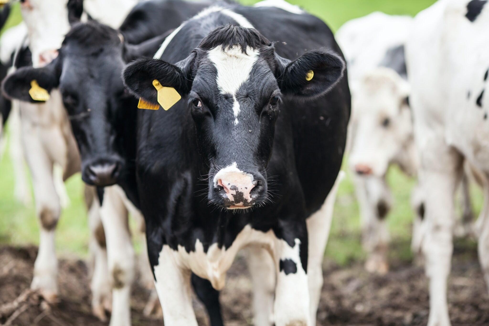 Milk Fever - Stock Sense Factsheets