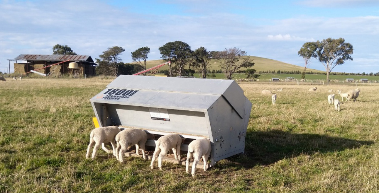 Lambing - Victorian Farmers Federation