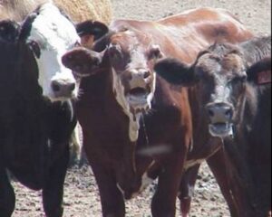 Heat Stress in Cattle - Stock Sense Factsheets