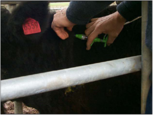 Cattle Vaccines - Stock Sense Factsheets