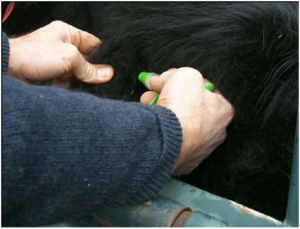 Cattle Vaccines - Stock Sense Factsheets