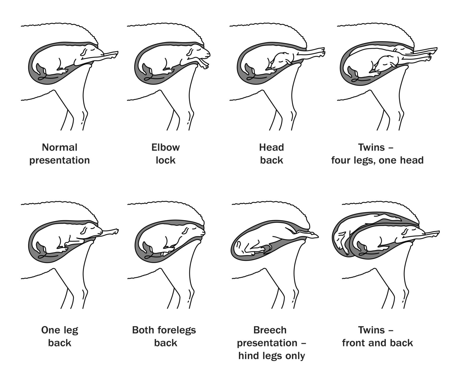 Lambing - Stock Sense Fact Sheets