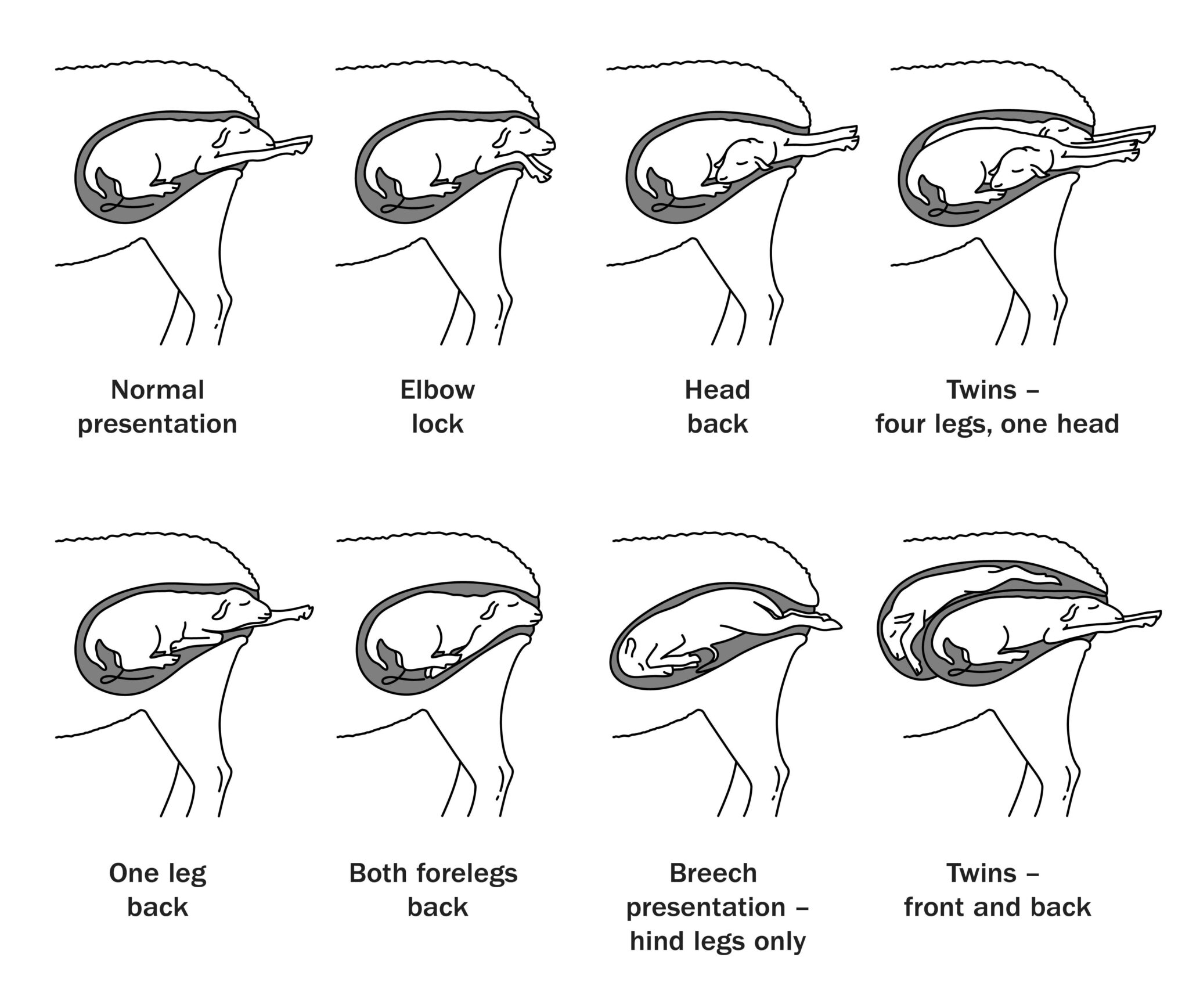 Lambing - Stock Sense Fact Sheets