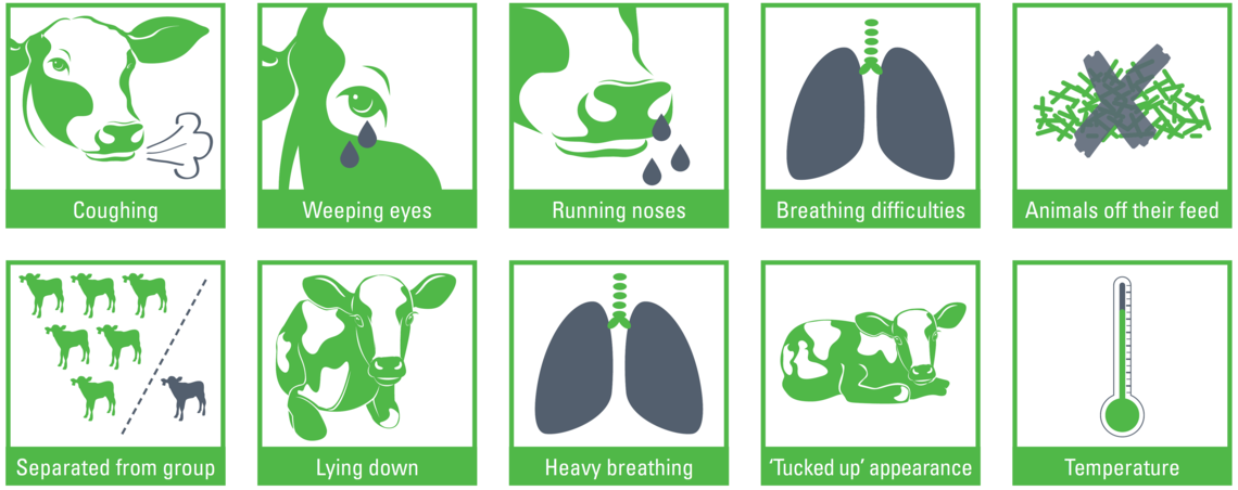 Pneumonia & Bovine Respiratory Disease - Stock Sense Factsheets