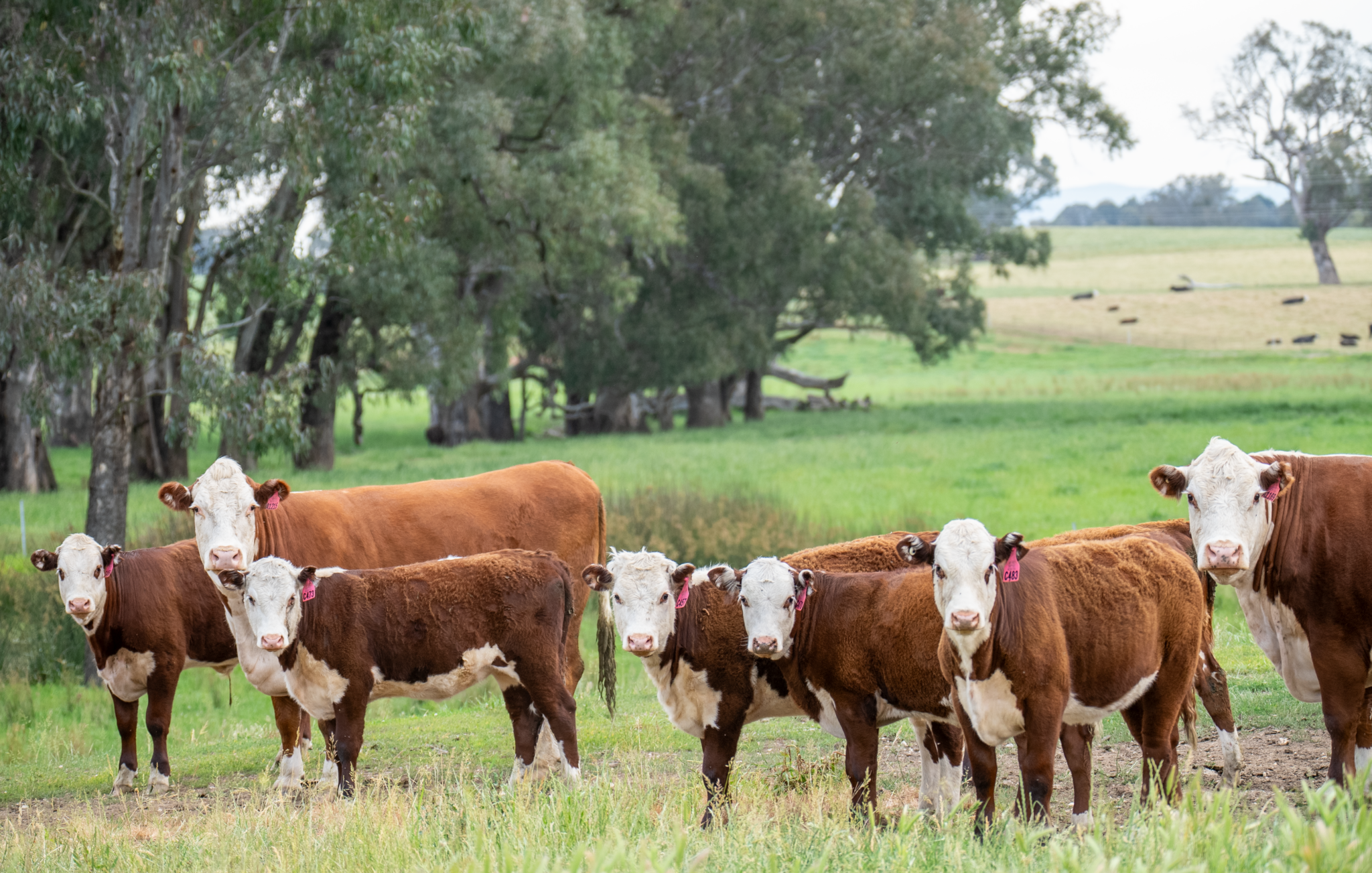 Stock Sense Project | Victorian Farmers Federation