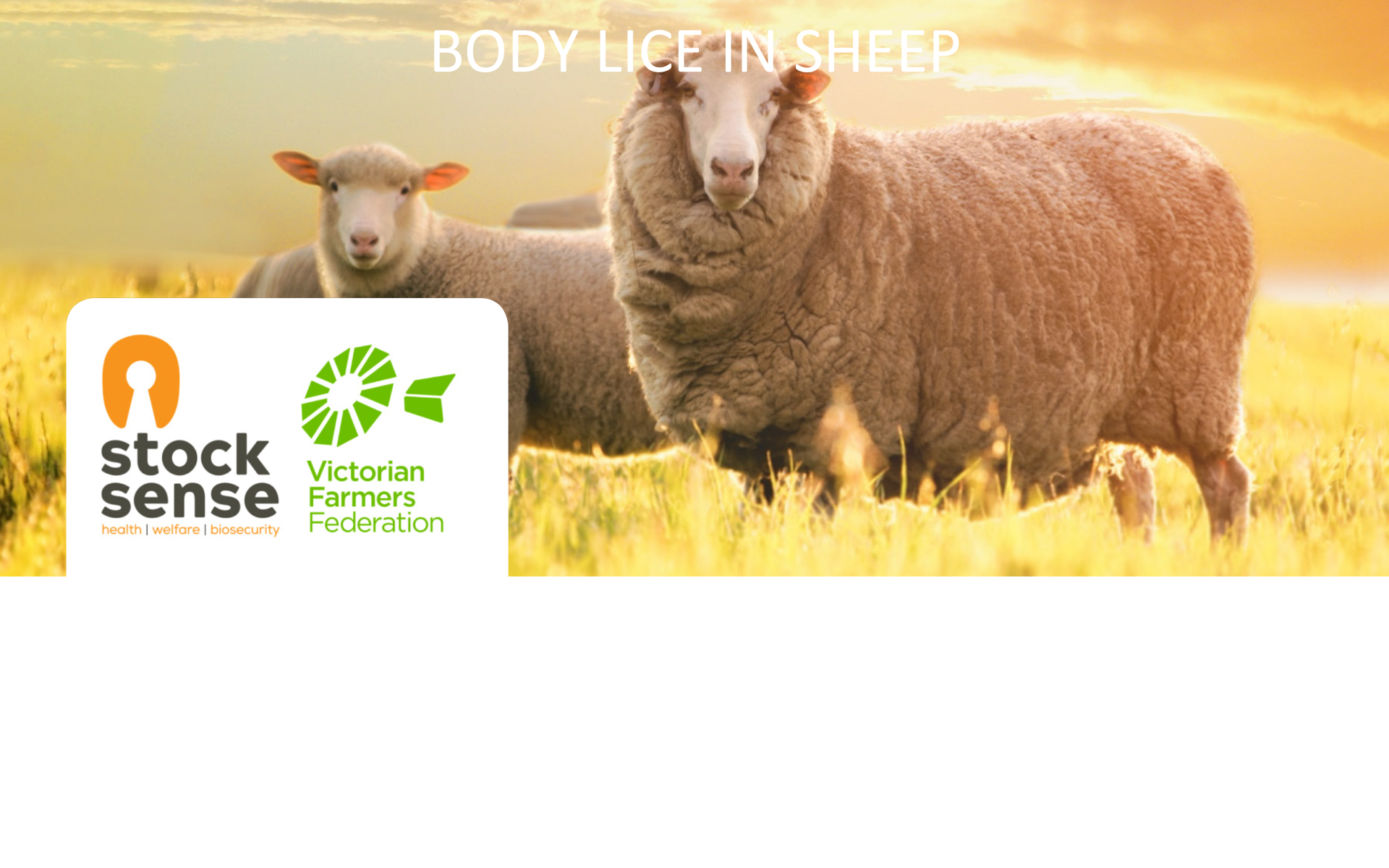 FACT SHEET BODY LICE IN SHEEP - Victorian Farmers Federation