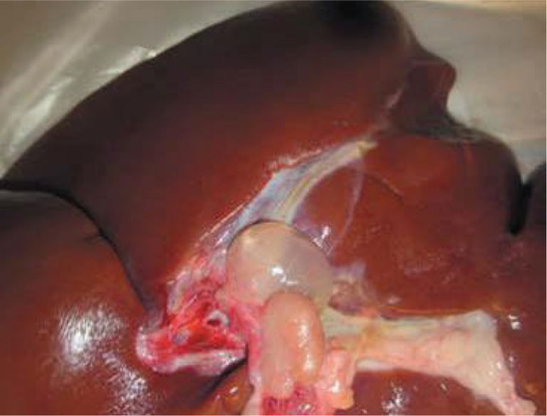 Bladder Worm - Victorian Farmers Federation