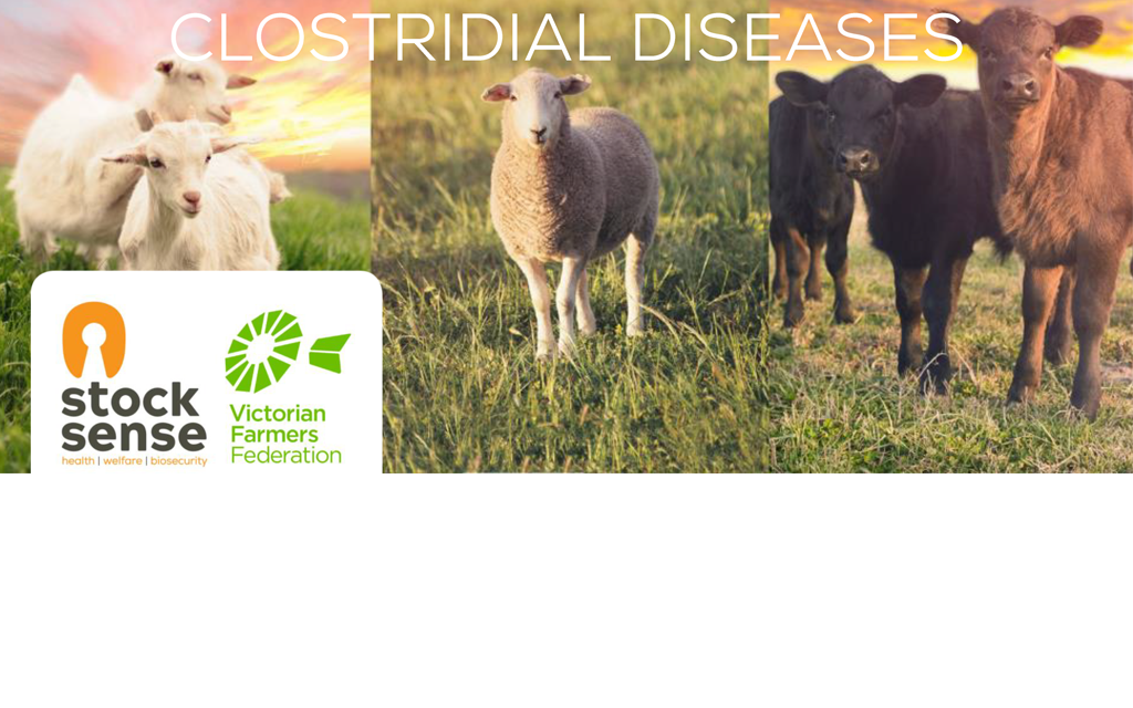 FACT SHEET CLOSTRIDIAL DISEASES - Victorian Farmers Federation