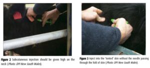 Cattle Vaccines - Victorian Farmers Federation