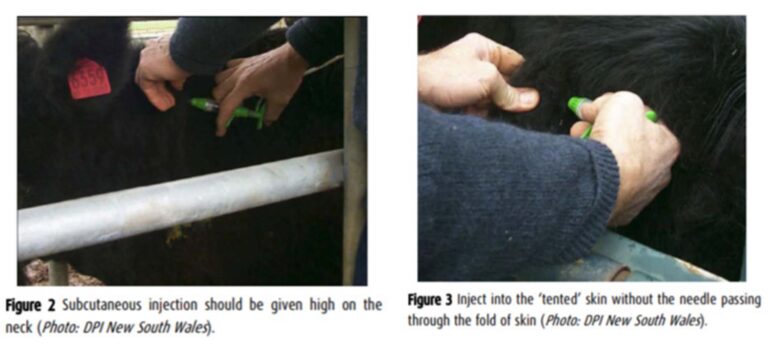 Cattle Vaccines - Victorian Farmers Federation