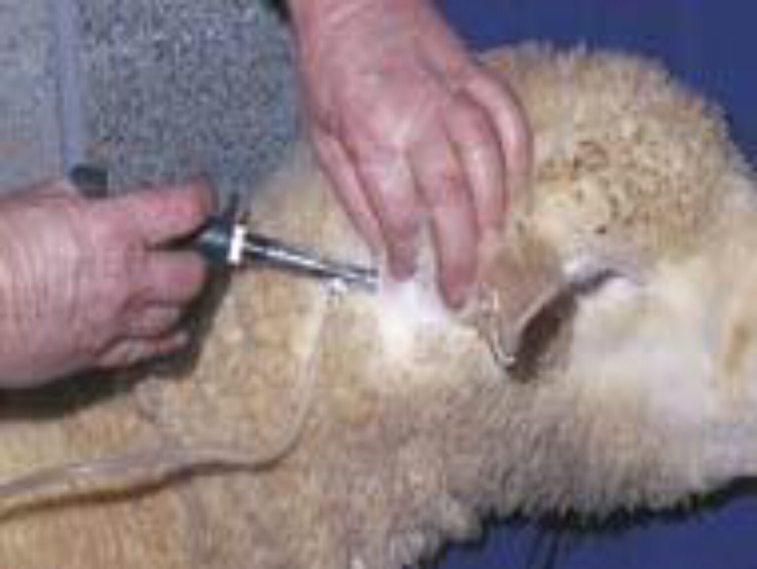 General Sheep Vaccines - Victorian Farmers Federation