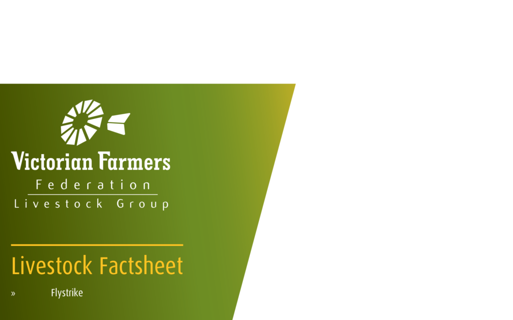 LIVESTOCK FACTSHEET FLYSTRIKE - Victorian Farmers Federation