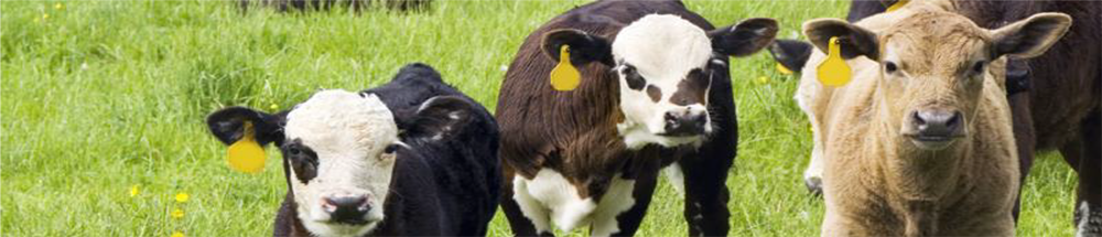 Reproductive Diseases in Cattle - Victorian Farmers Federation