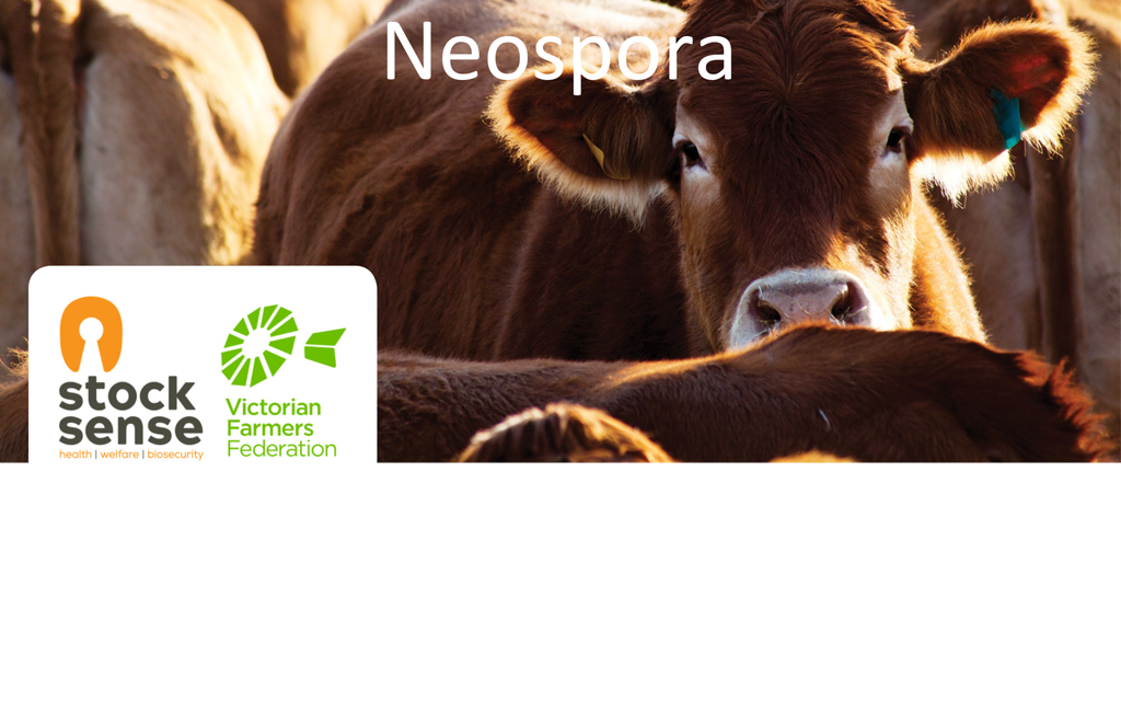 FACT SHEET NEOSPORA - Victorian Farmers Federation
