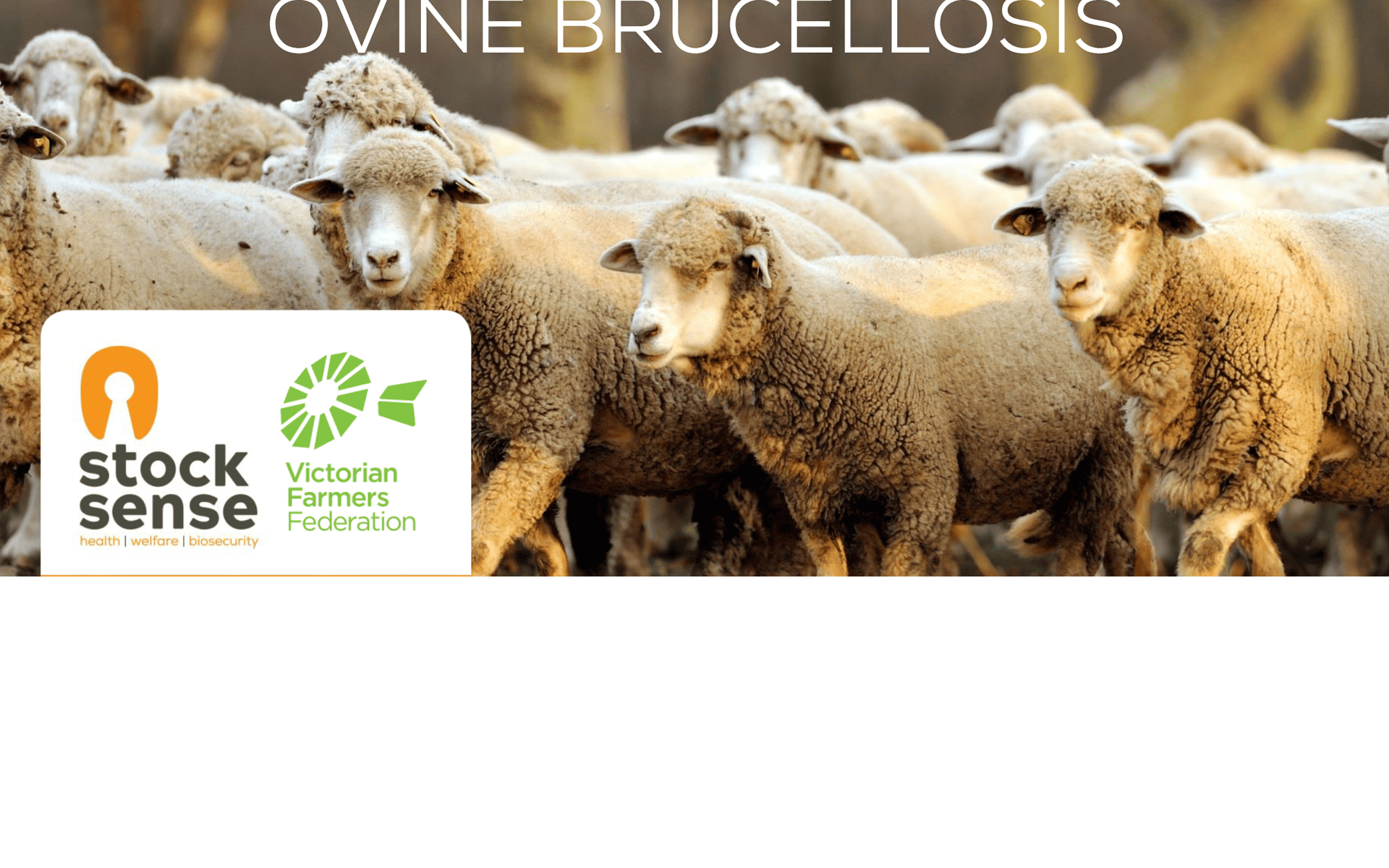 FACT SHEET OVINE BRUCELLOSIS - Victorian Farmers Federation