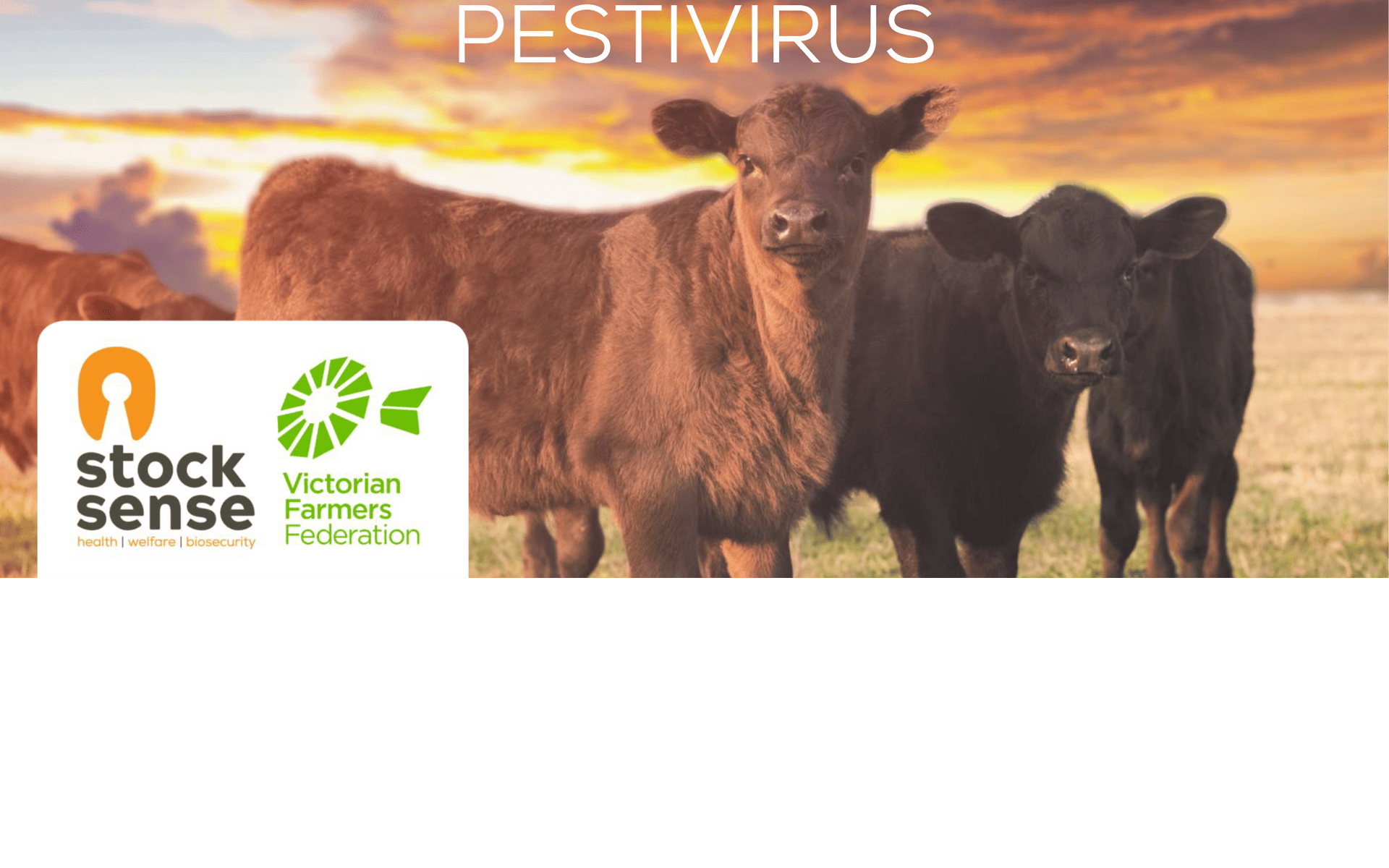 FACT SHEET PESTIVIRUS - Victorian Farmers Federation