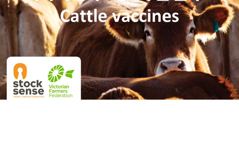 FACT SHEET CATTLE VACCINES - Victorian Farmers Federation