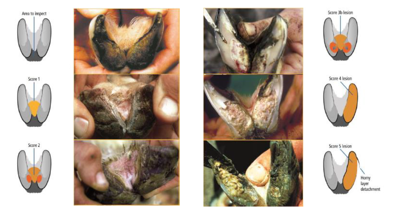 Footrot - Victorian Farmers Federation