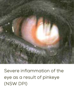 Pink Eye in Cattle - Victorian Farmers Federation