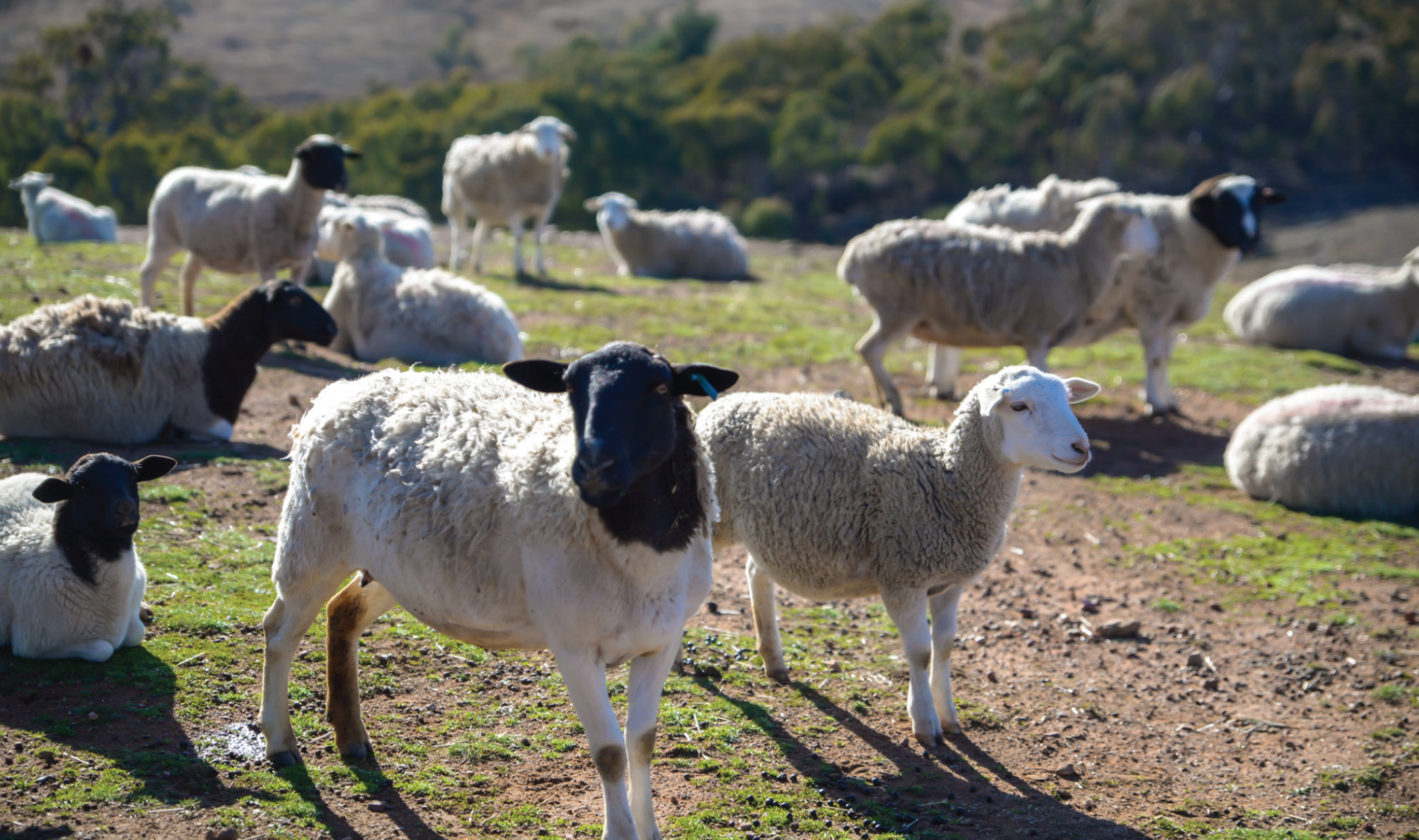 Vaccination Lesions - Victorian Farmers Federation