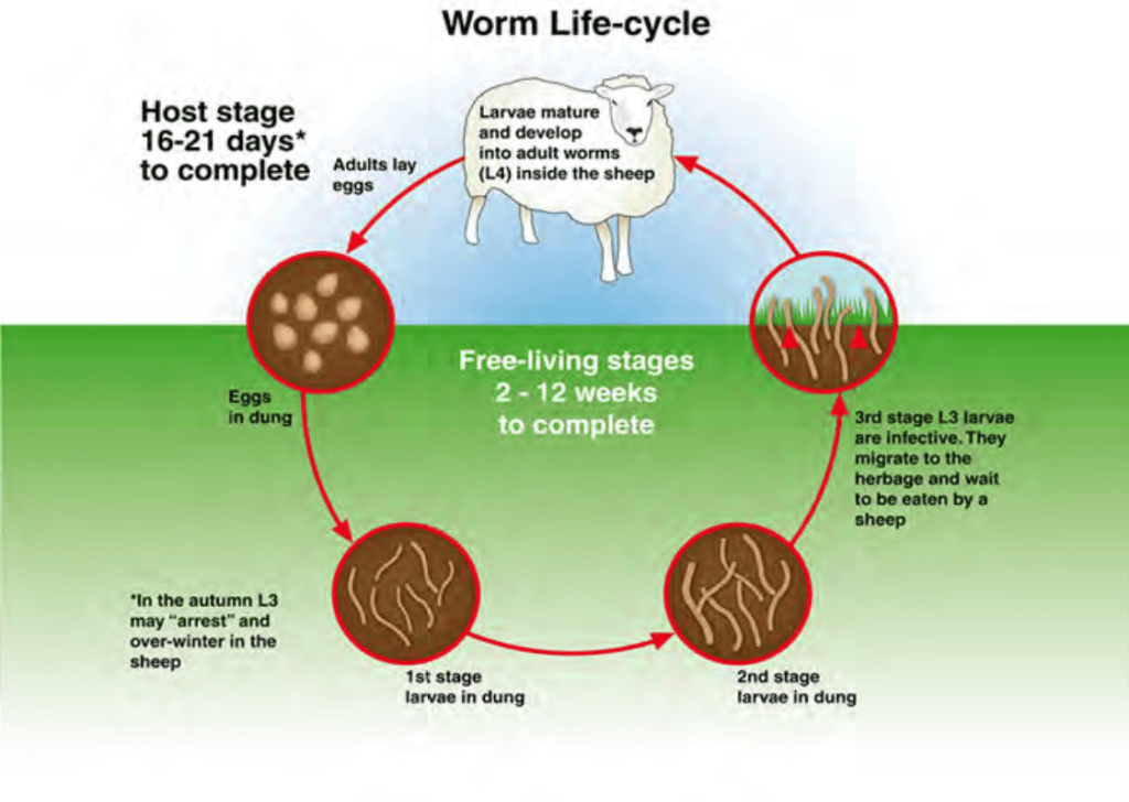 Worms in Sheep - Victorian Farmers Federation