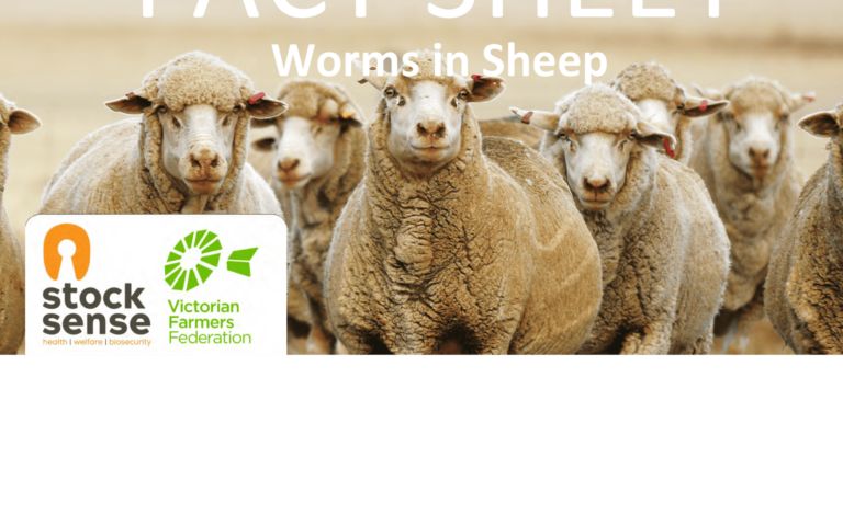 FACT SHEET WORMS IN SHEEP - Victorian Farmers Federation
