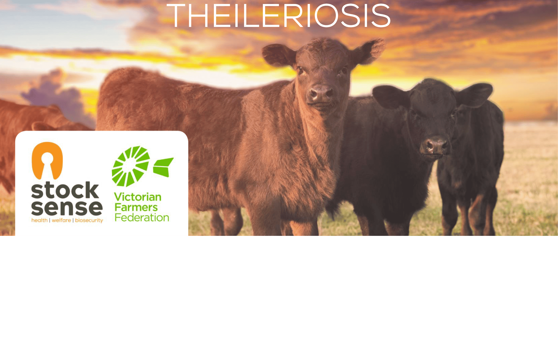 FACT SHEET THEILERIOSIS - Victorian Farmers Federation