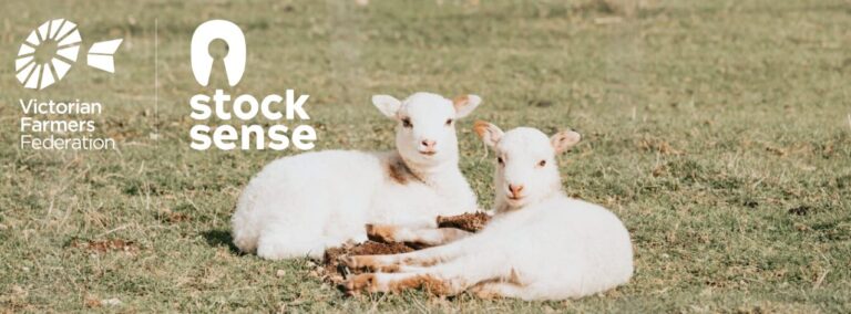 Lamb Marking - Stock Sense Factsheets