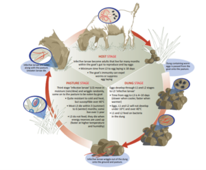 Internal Parasites in Goats - Victorian Farmers Federation